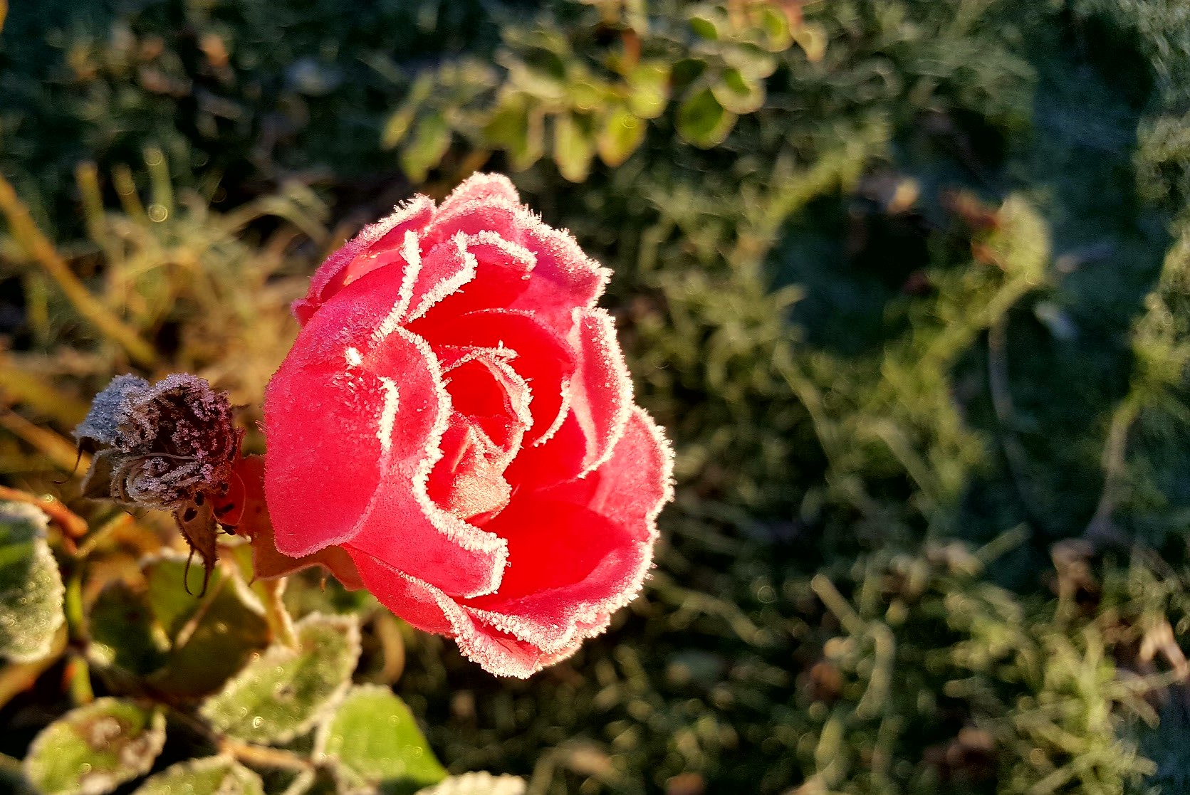 Rose Resplendent